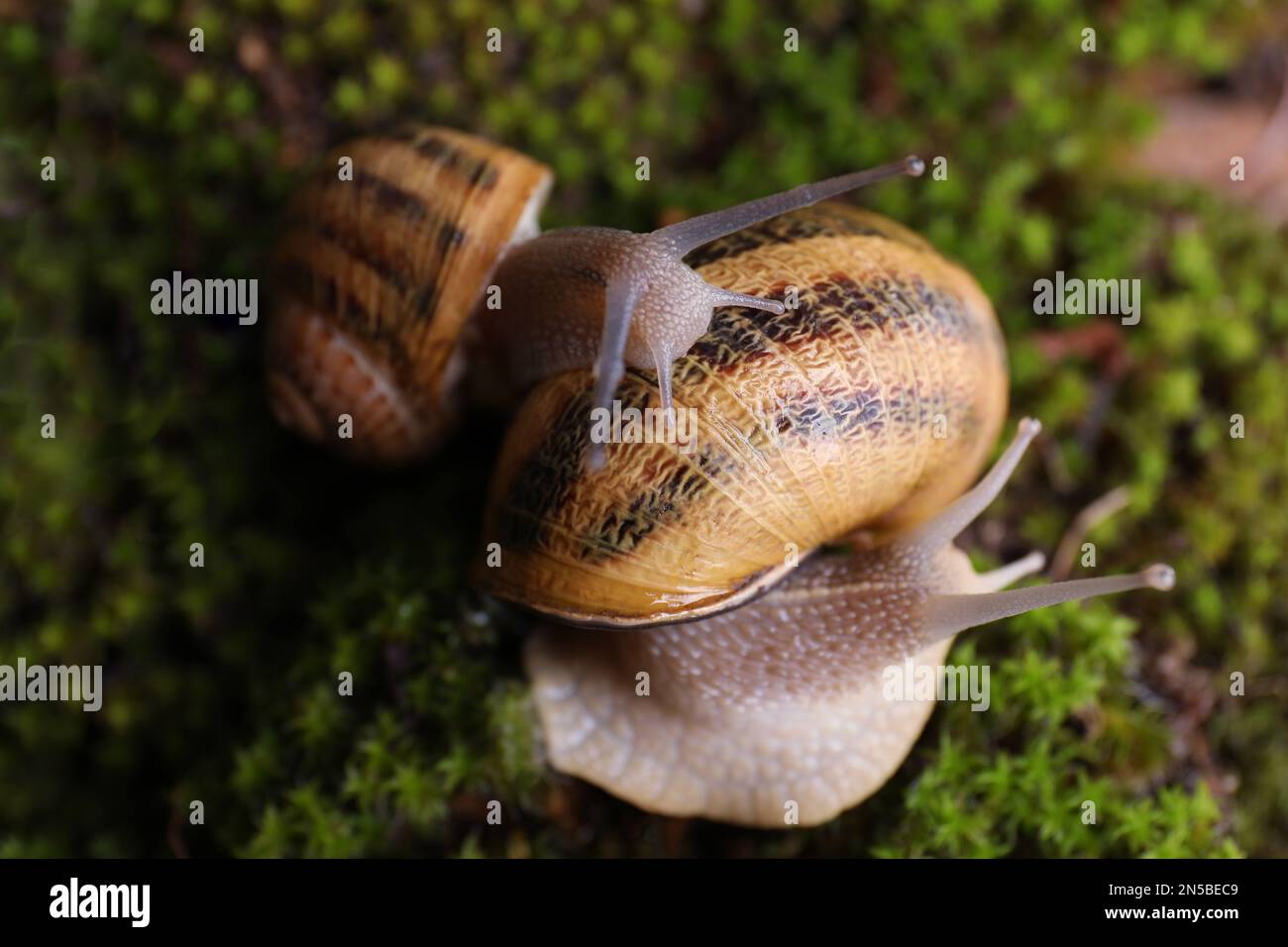 Common garden snails crawling on green moss, closeup Stock Photo - Alamy