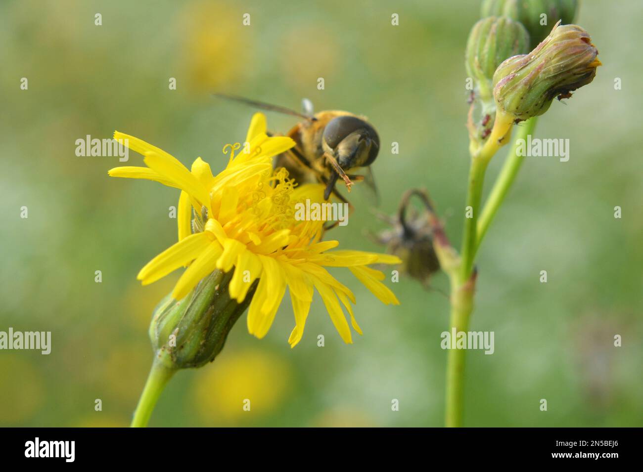 In the wild, a dipterous insect Eristalis tenax of the family Syrphidae ...