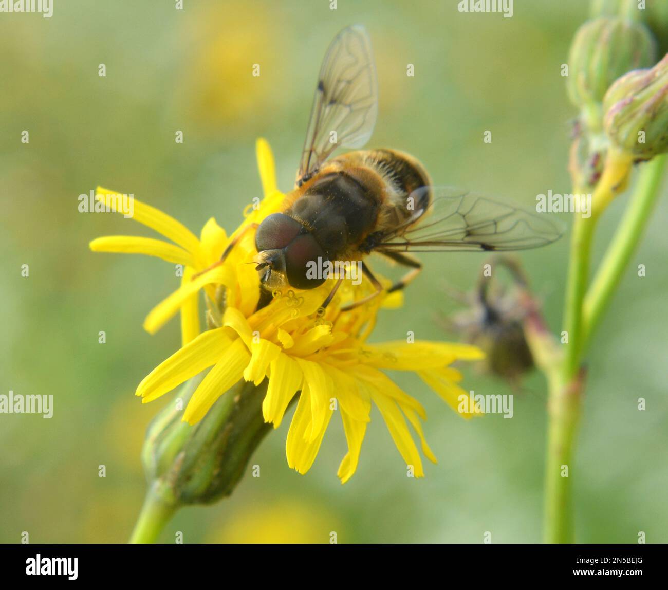 In the wild, a dipterous insect Eristalis tenax of the family Syrphidae ...
