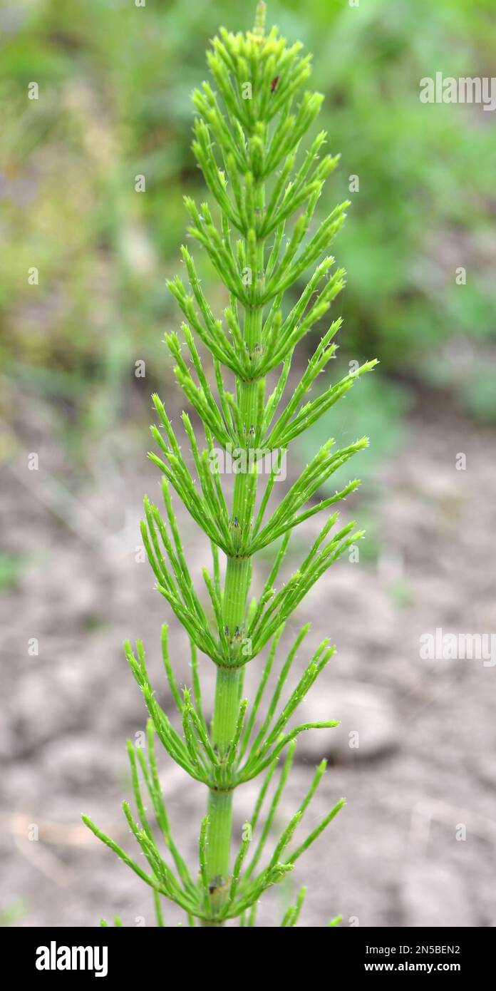 Horsetail field (Equisetum arvense) grows in the wild Stock Photo - Alamy