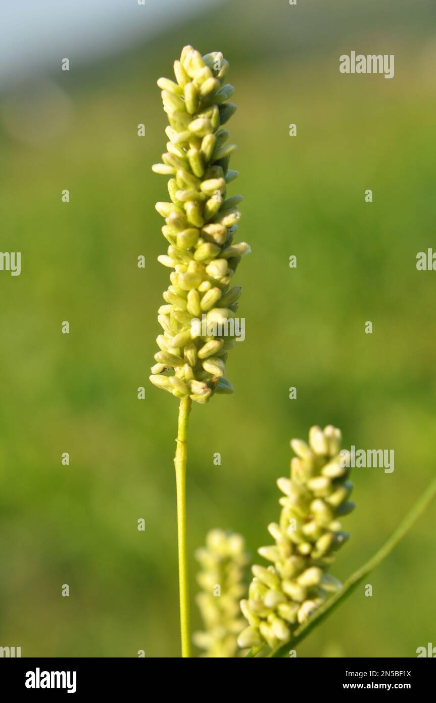 Weed Persicaria lapathifolia grows in a field among agricultural crops ...