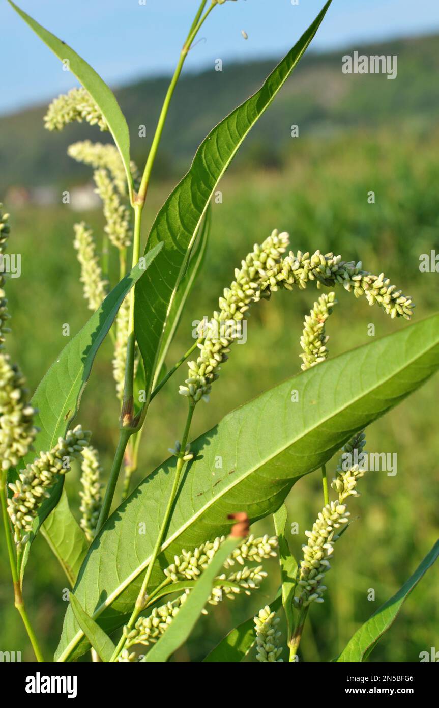 Weed Persicaria lapathifolia grows in a field among agricultural crops ...