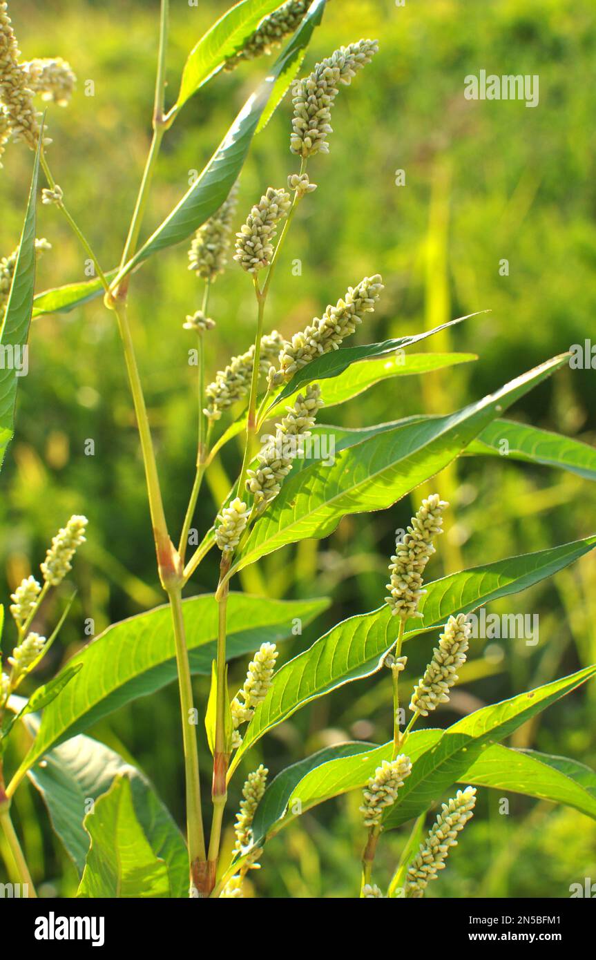 Weed Persicaria lapathifolia grows in a field among agricultural crops ...