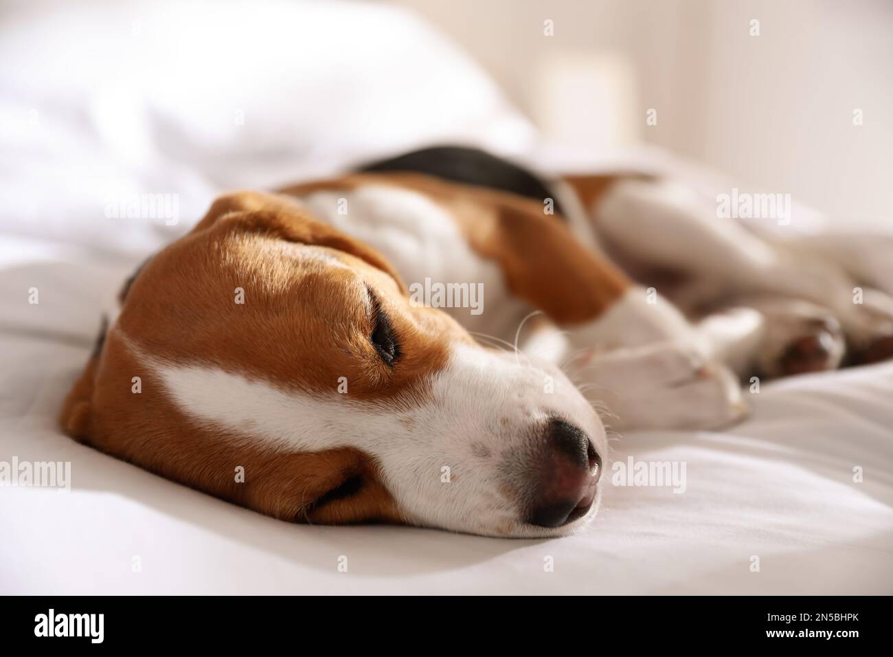 Cute Beagle puppy sleeping on bed. Adorable pet Stock Photo - Alamy