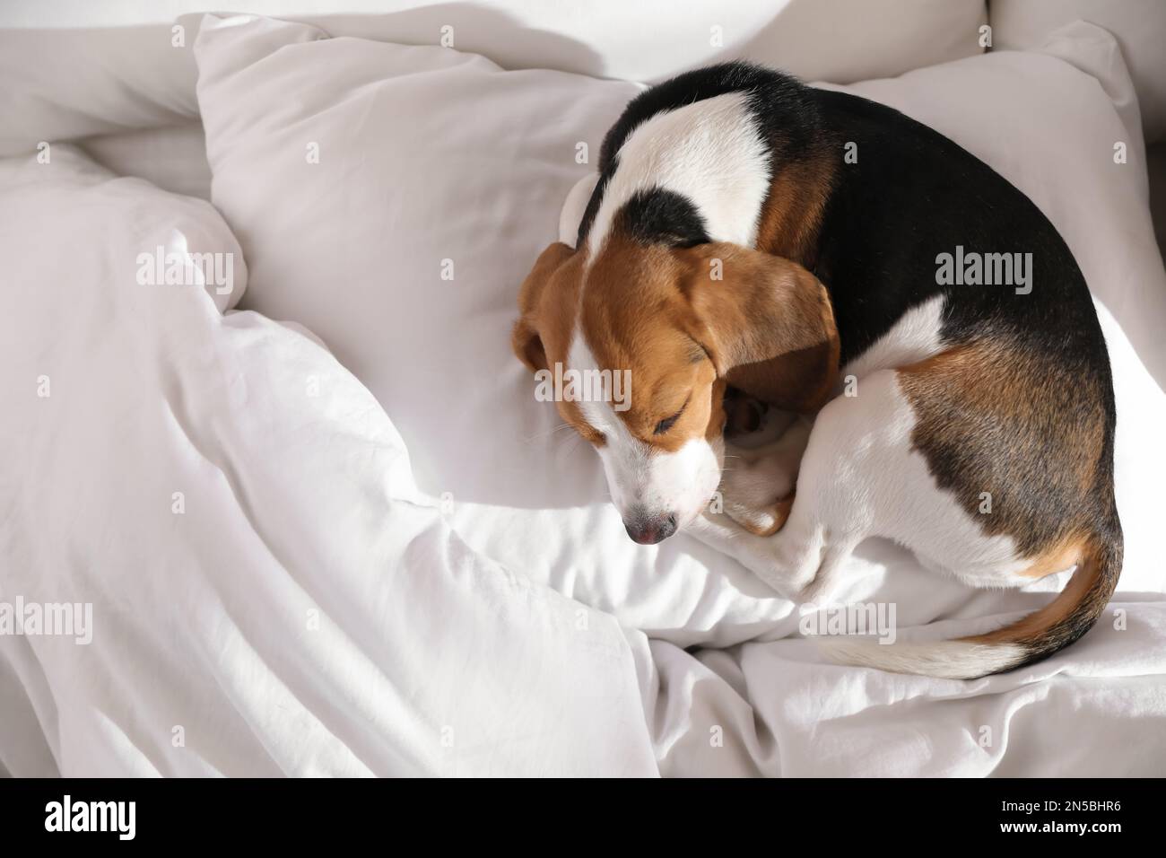 Cute Beagle puppy sleeping on bed, top view. Adorable pet Stock Photo ...