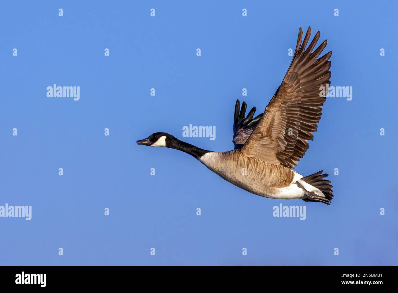 Canada goose (Branta canadensis), in flight, Germany, Bavaria Stock ...