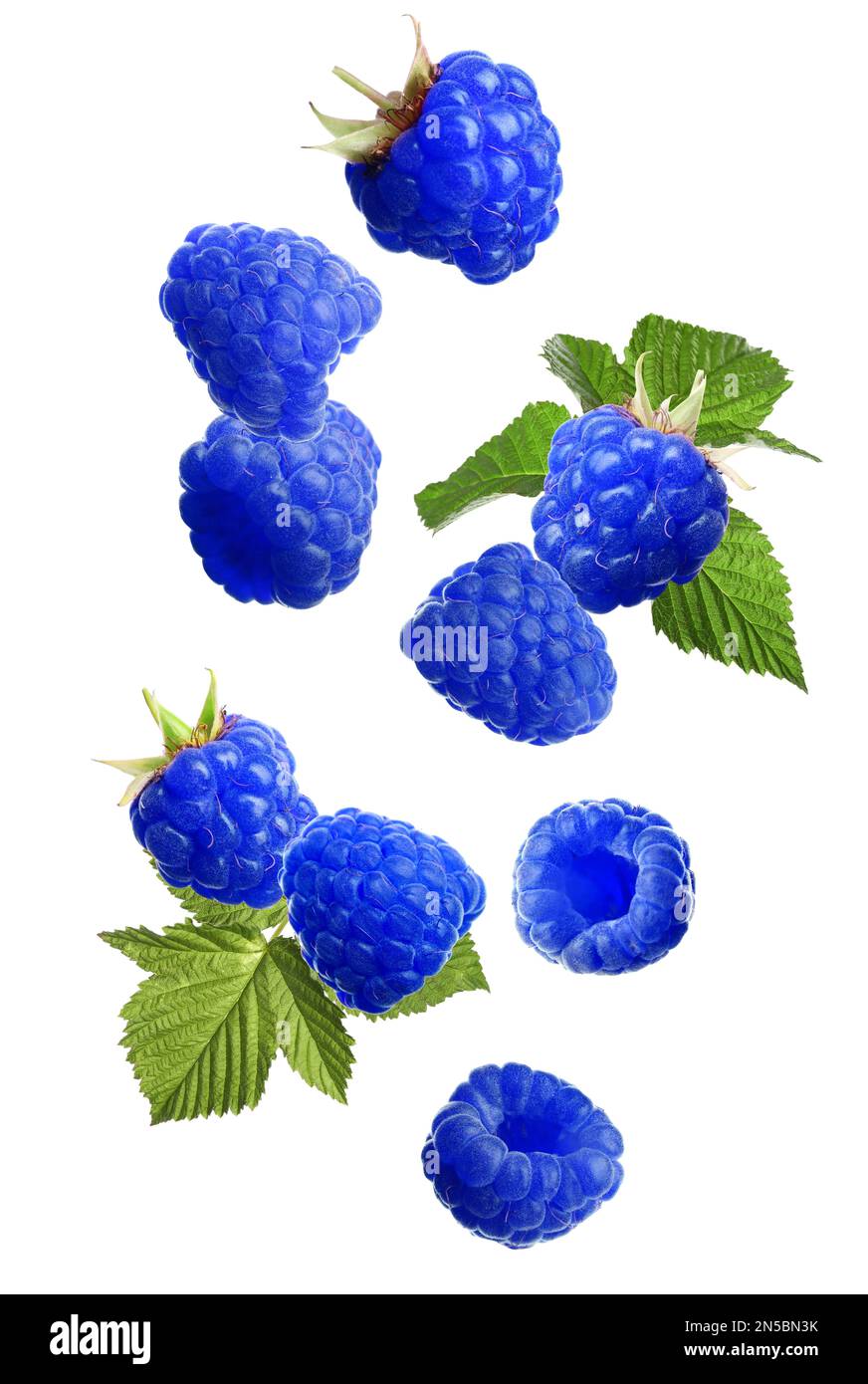 Falling fresh tasty blue raspberries on white background Stock Photo ...