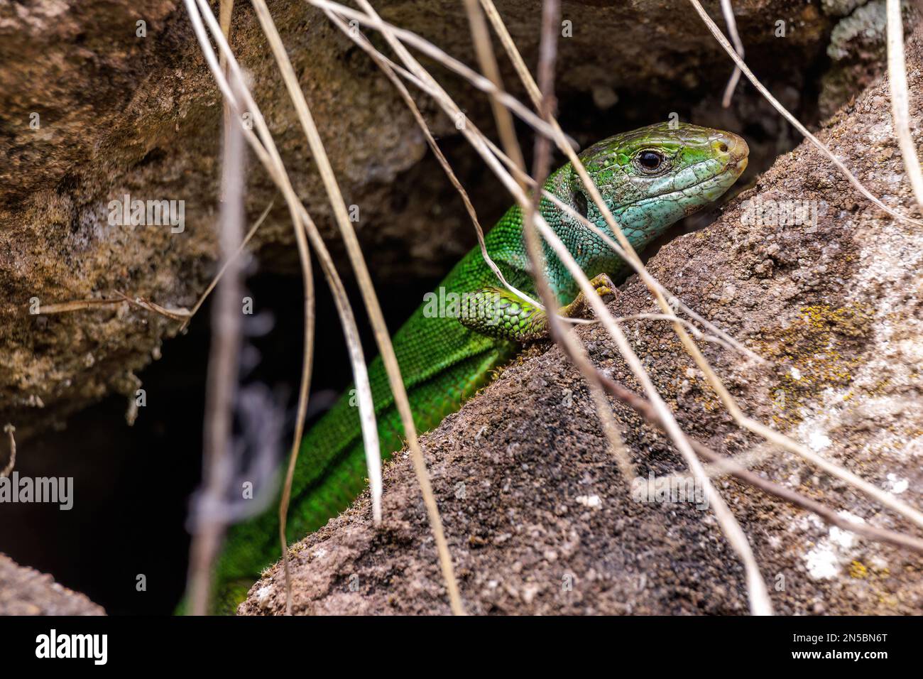 Western Green Lizard, European Green Lizard (Lacerta bilineata, Lacerta ...