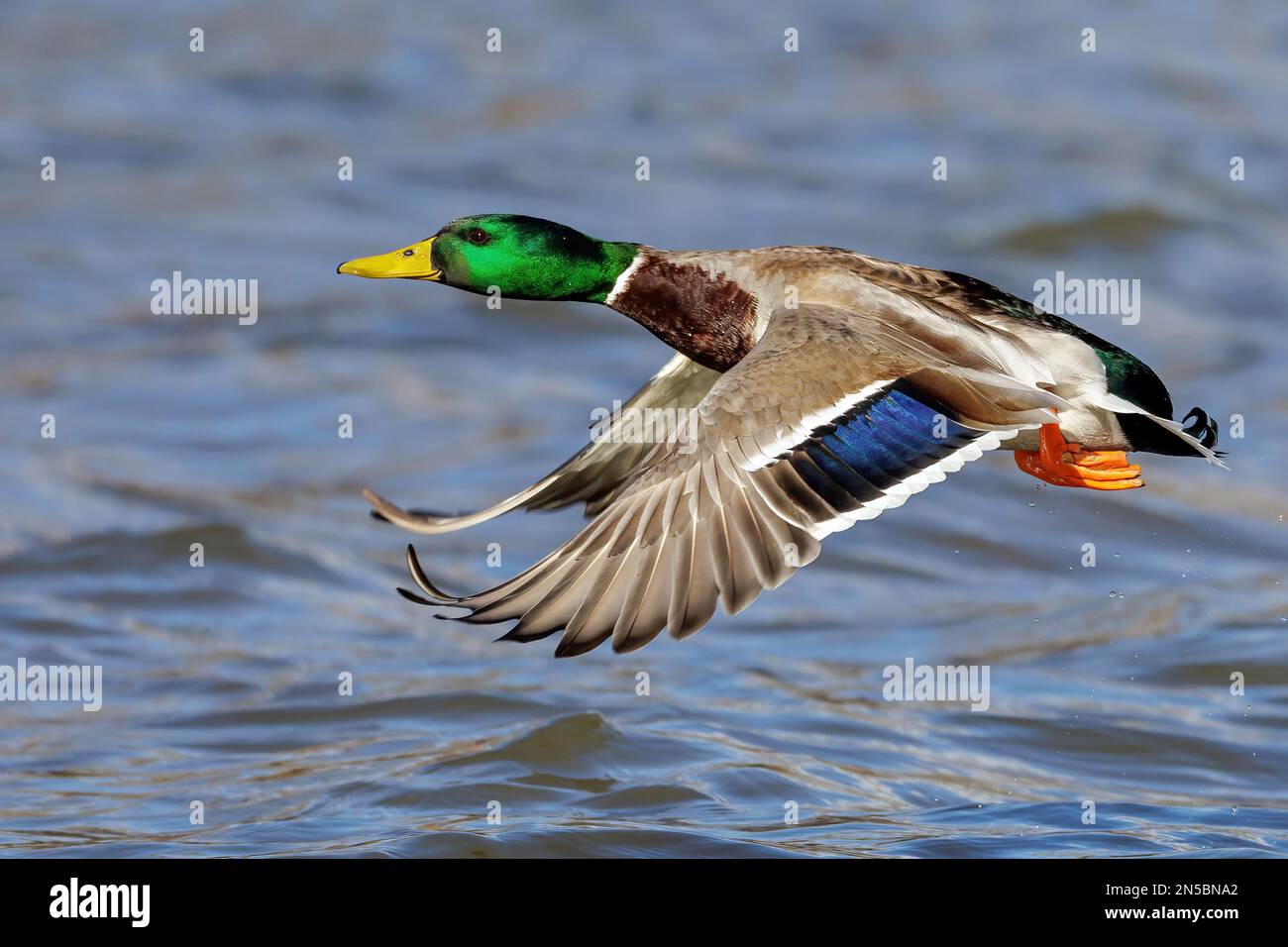 mallard (Anas platyrhynchos), male in flight over water, Germany, Baden ...