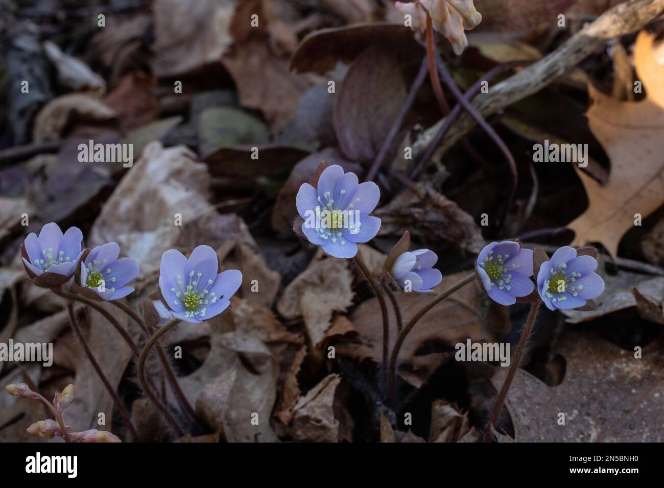 Hepatica nobilis common hepatica liverleaf common hepatica hi-res stock ...