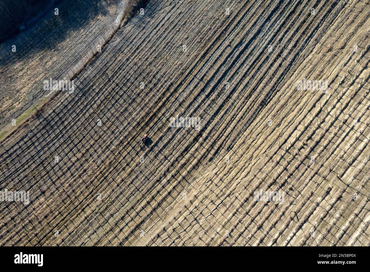 Crawled tractor driver circulating through vine rows in wine making ...