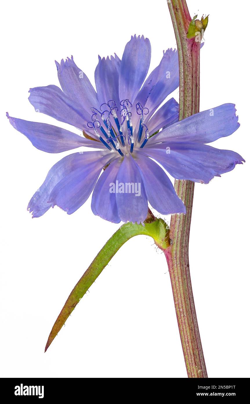 blue sailors, common chicory, wild succory (Cichorium intybus ...