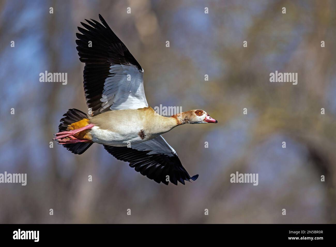 Egyptian goose (Alopochen aegyptiacus), in flight from below, Germany ...