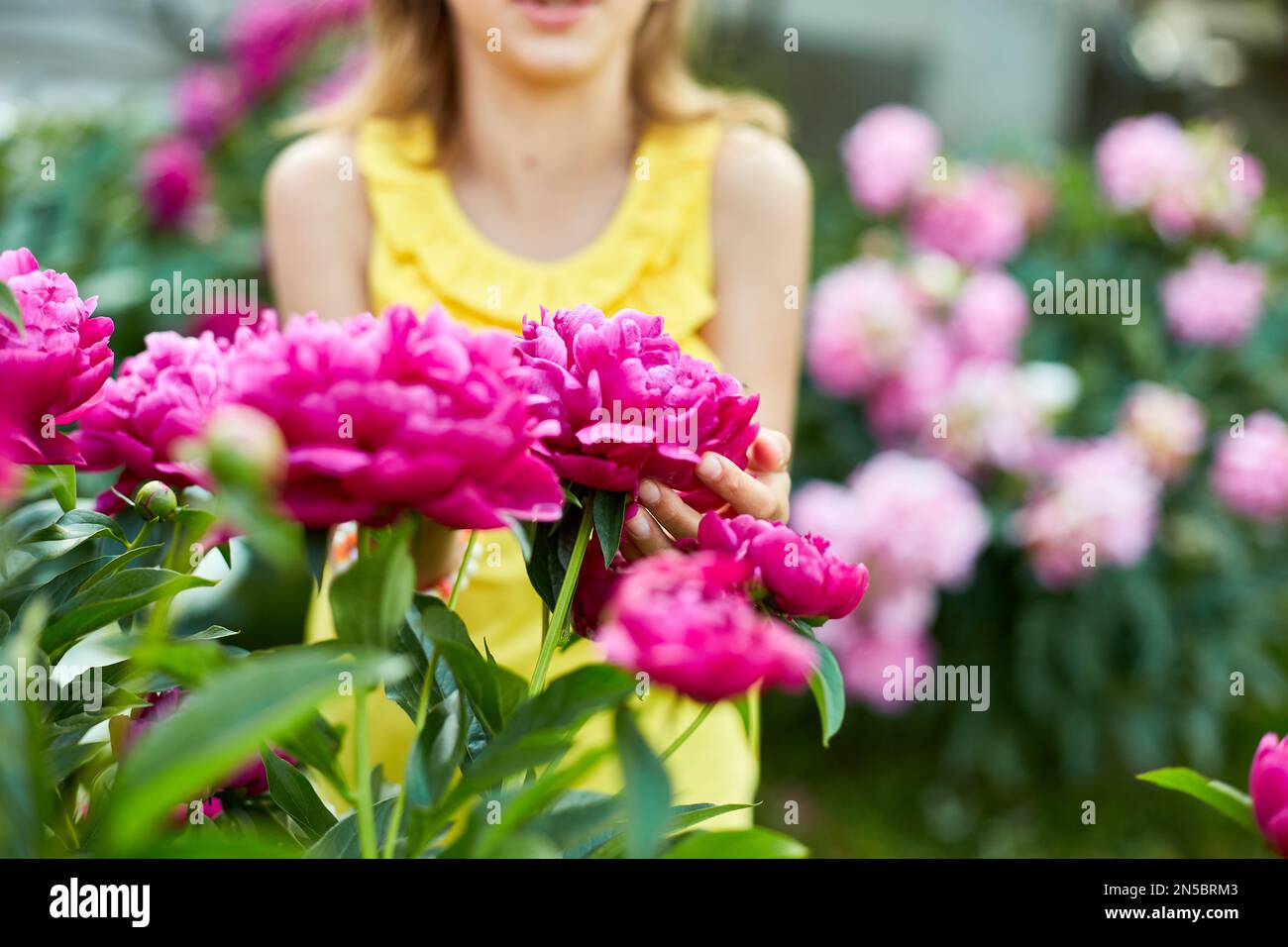Little girl in the garden in bushes of peonies, child touch the flower ...