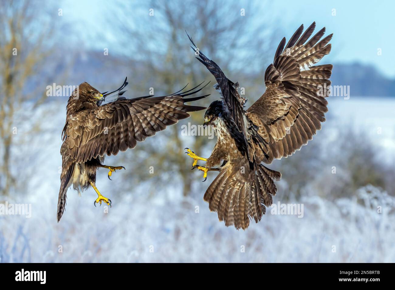 Eurasian buzzard (Buteo buteo), two fighting buzzards at the bait place ...
