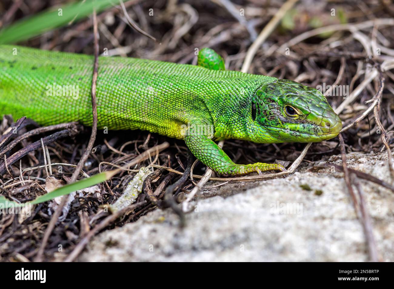 Western Green Lizard, European Green Lizard (Lacerta bilineata, Lacerta ...