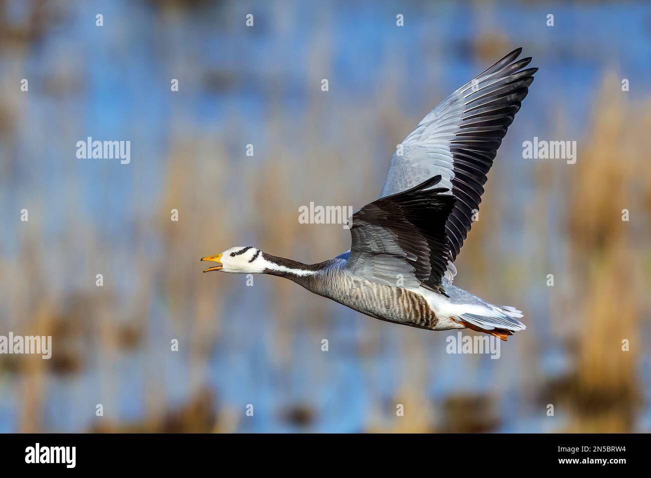 bar-headed goose (Anser indicus), in flight, calling, Sweden, Hornborga ...