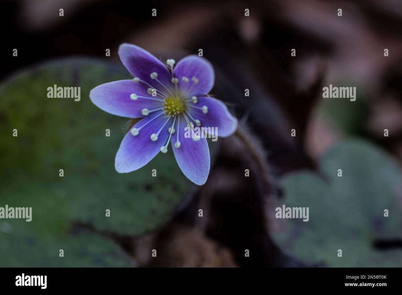 Purple hepatica with leaves also known as liverleaf due to the ...