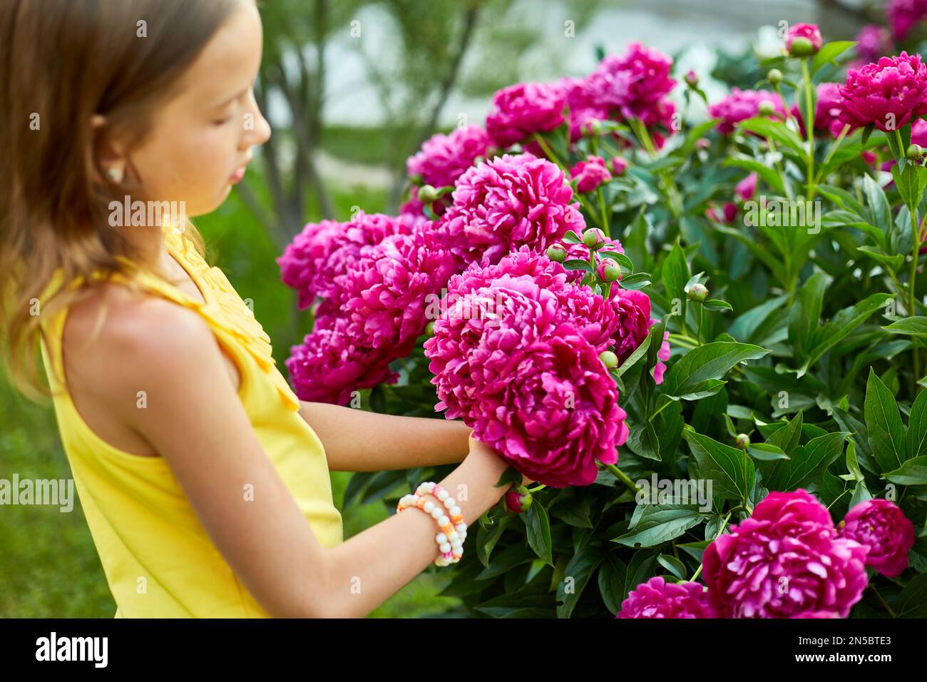 Little girl in the garden in bushes of peonies, child touch the flower ...