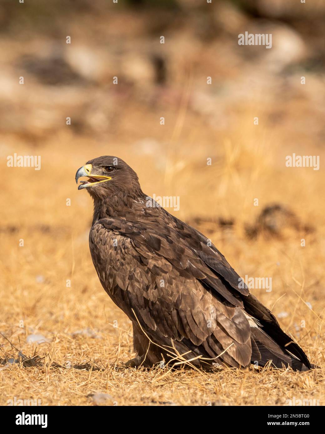 Steppe eagle or Aquila nipalensis with wingspan in golden hour light ...