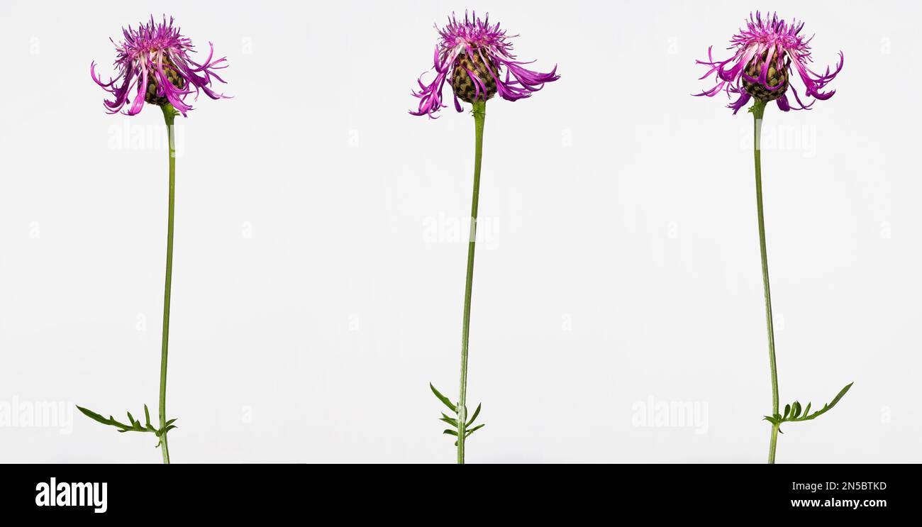 Greater knapweed cutout hi-res stock photography and images - Alamy