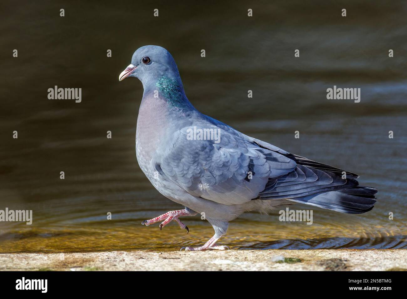 stock pigeon (Columba oenas), by the waterside, Germany, Baden ...
