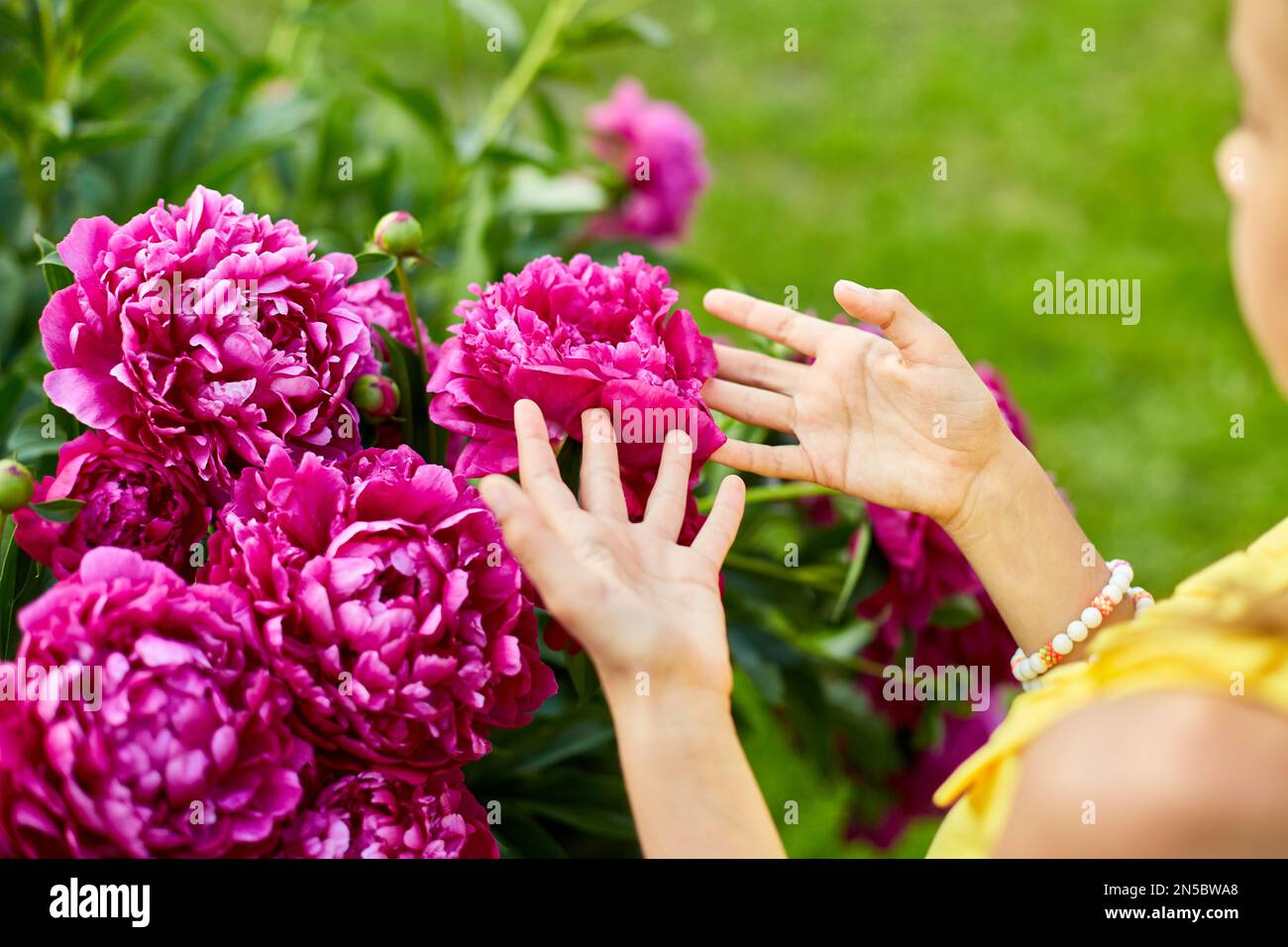 Little girl in the garden in bushes of peonies, child touch the flower ...
