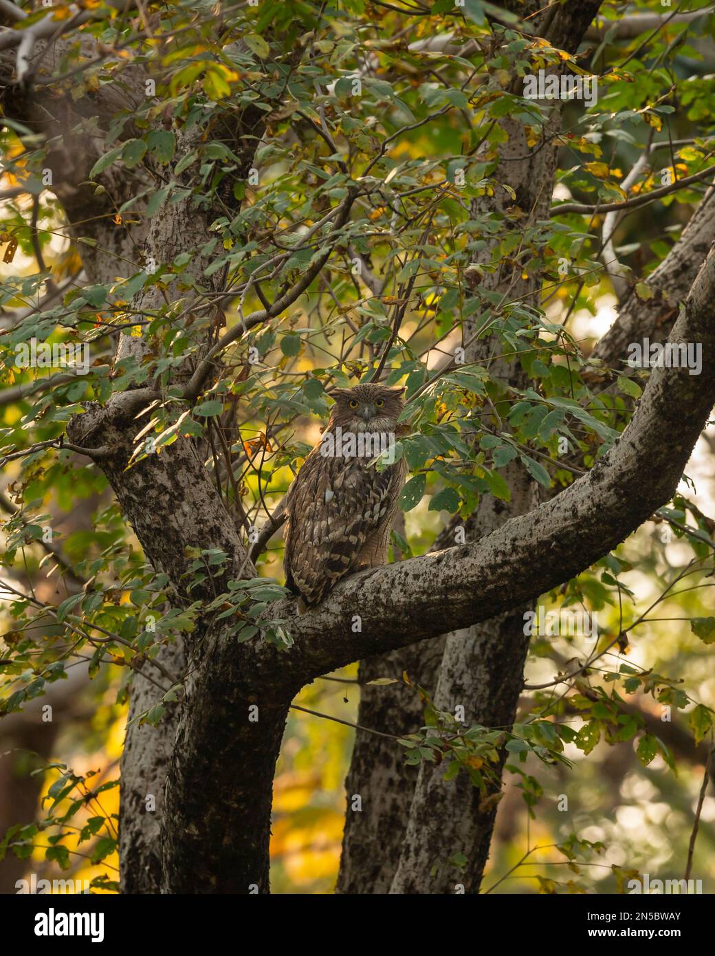 Teak tree india hi-res stock photography and images - Alamy
