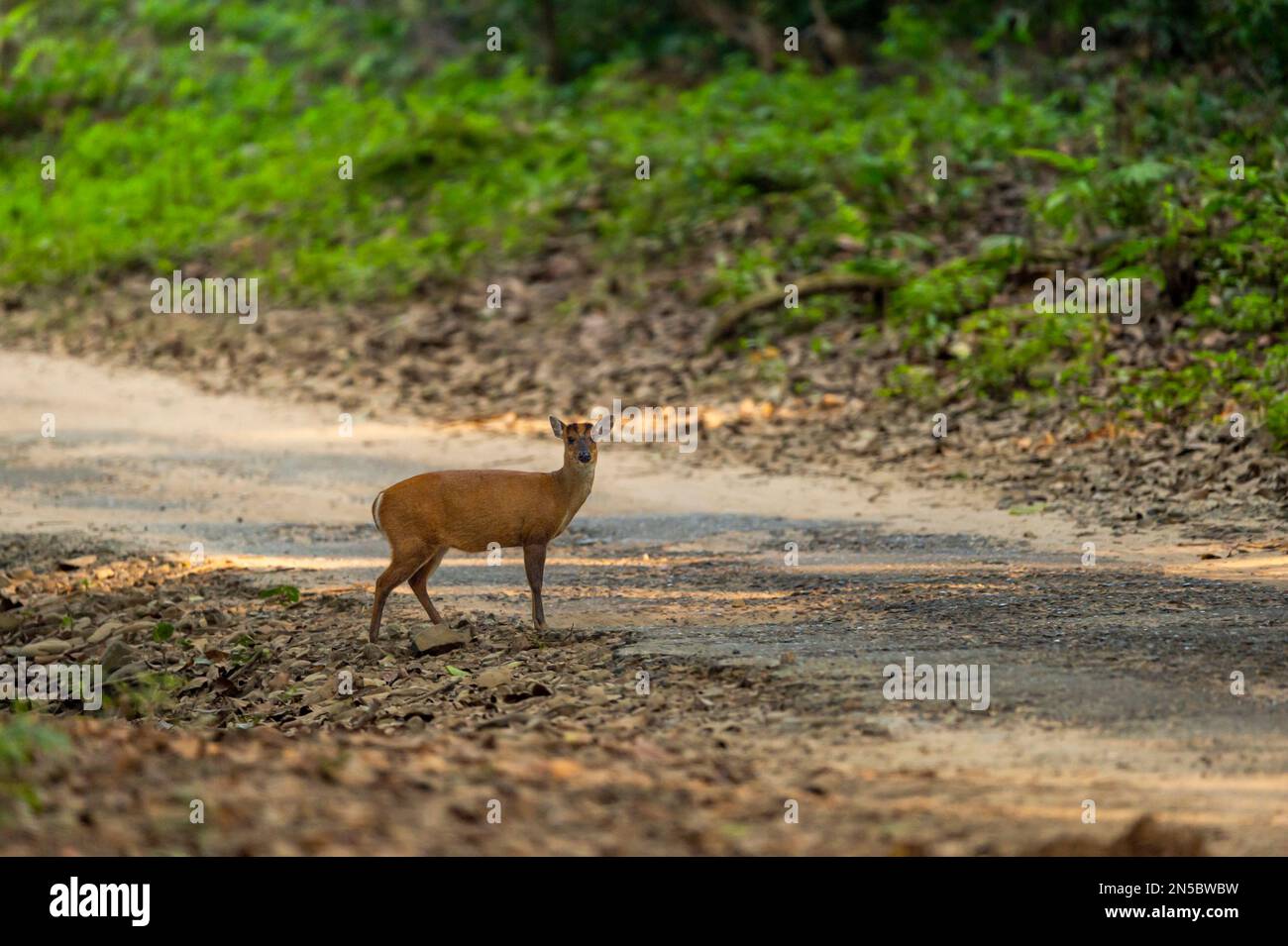 side profile of barking deer muntjac or Indian muntjac or red muntjac ...