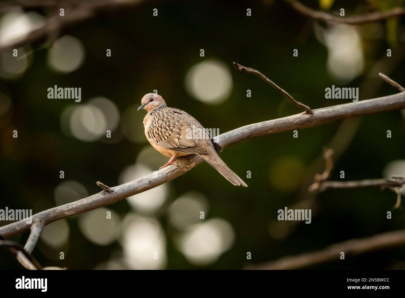 Dove species of india hi-res stock photography and images - Alamy