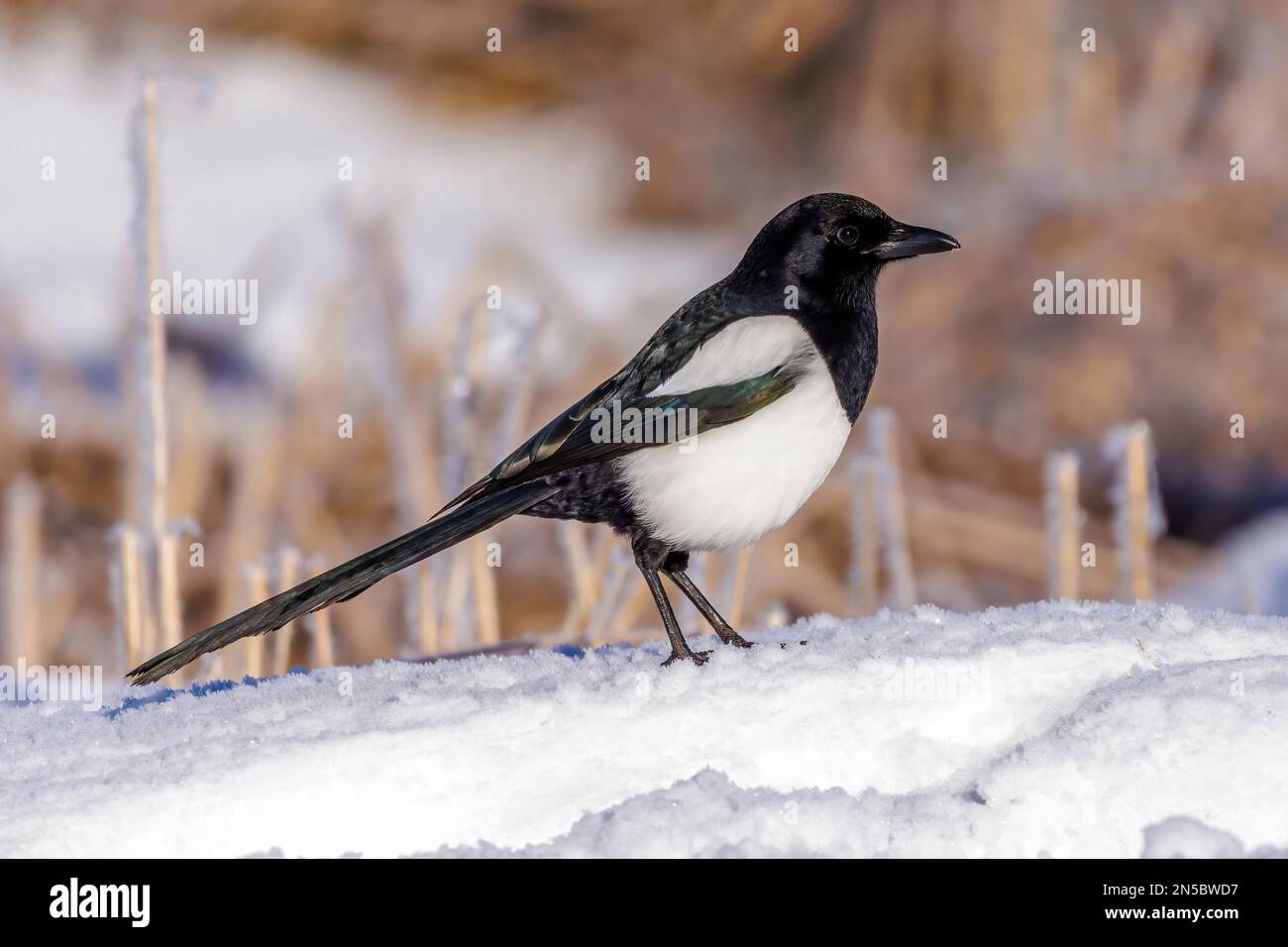 black-billed magpie (Pica pica), sitting in snow, Germany Stock Photo ...