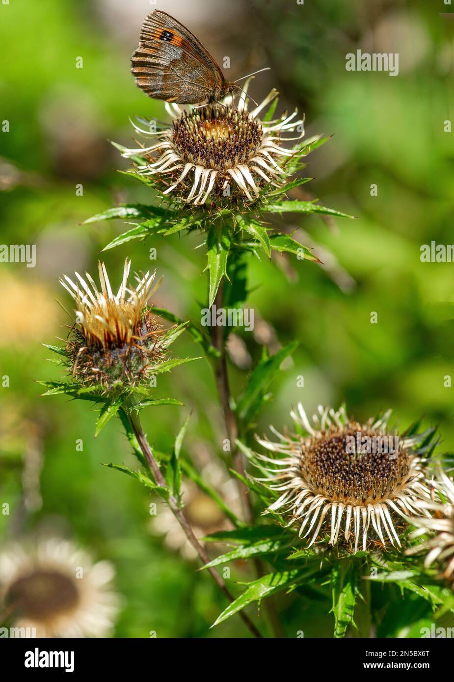 Scotch Argus, Scotch-Argus (Erebia aethiops), on Carline thistle ...