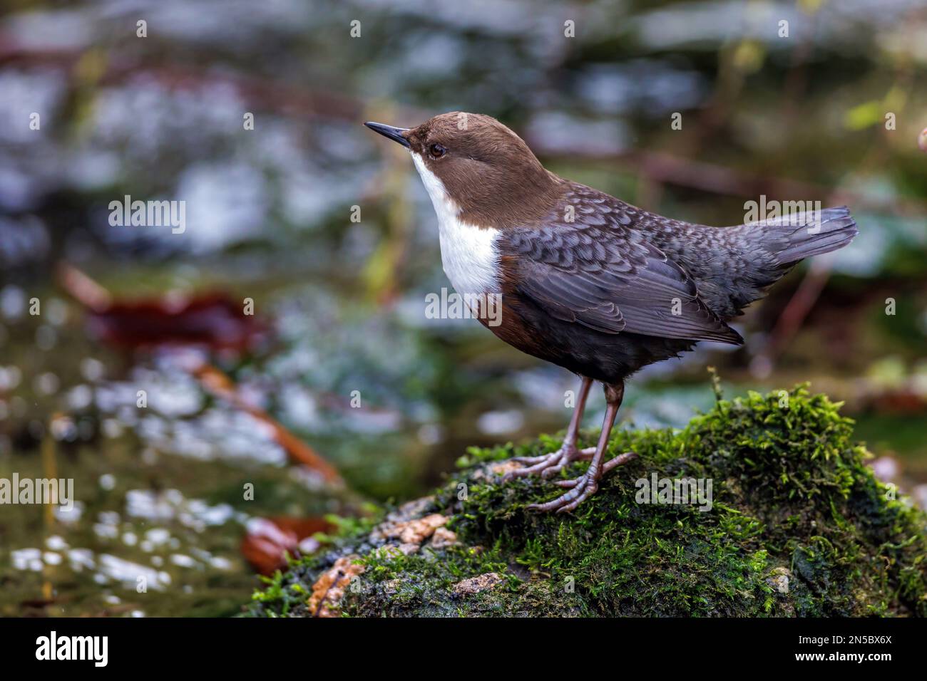 dipper (Cinclus cinclus), sitting on a stone by the water, Germany ...