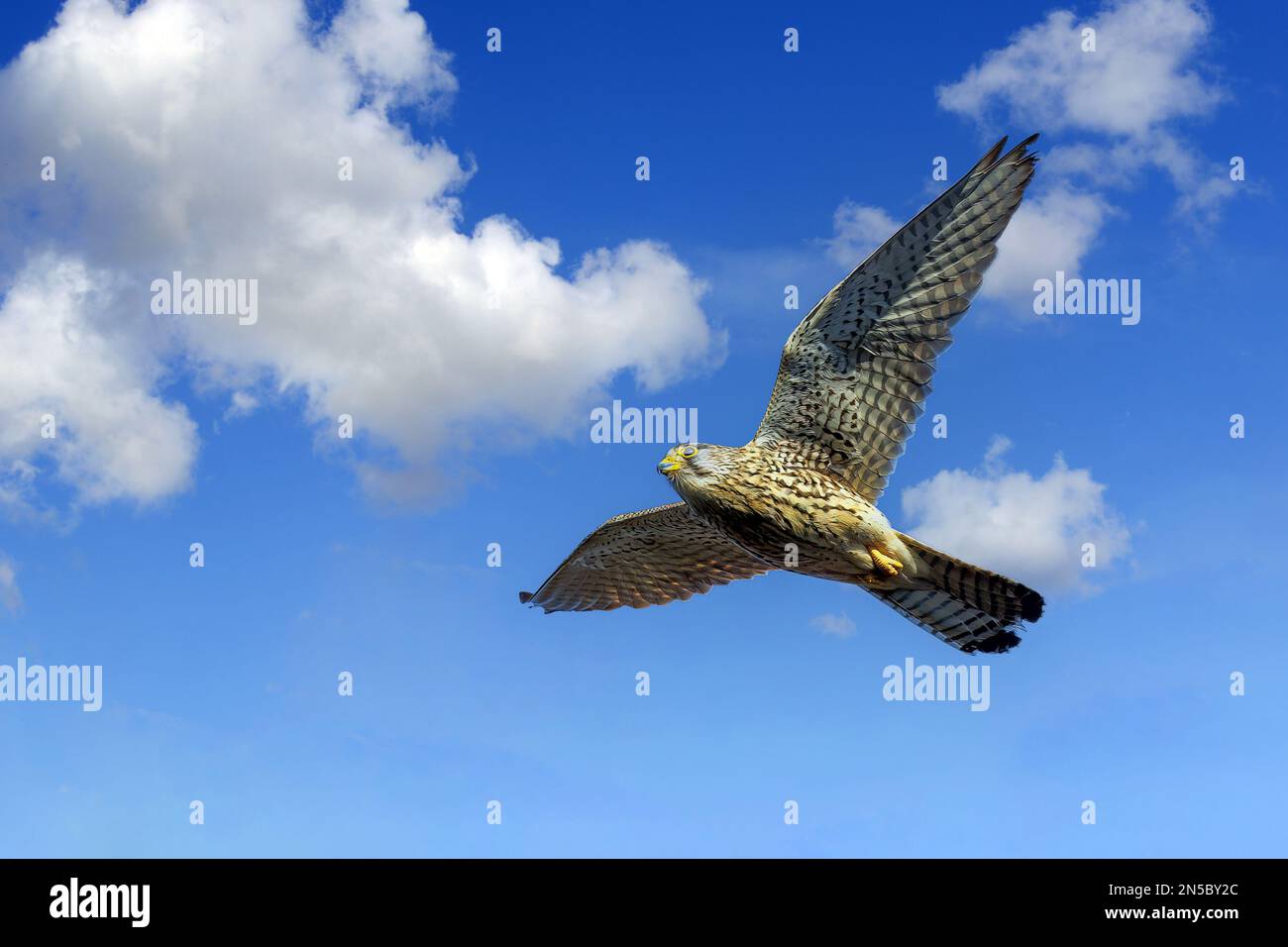 European Kestrel, Eurasian Kestrel, Old World Kestrel, Common Kestrel ...