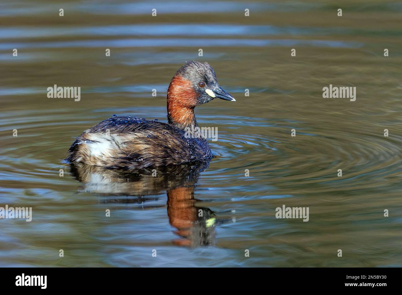 little grebe (Podiceps ruficollis, Tachybaptus ruficollis), swimming on ...