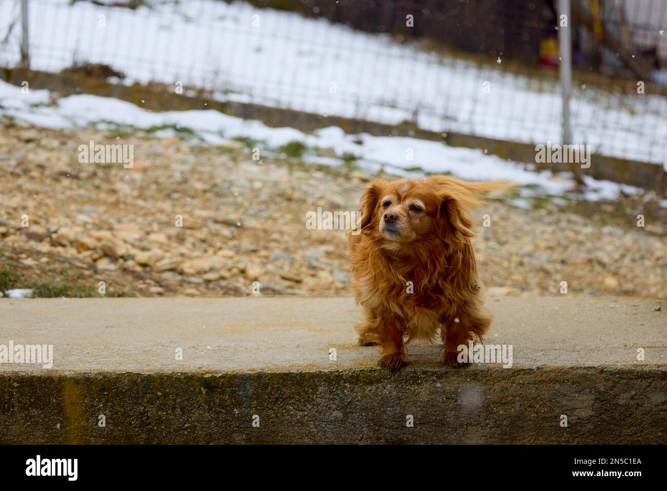 A dog sitting on a step of a staircase Stock Photo - Alamy