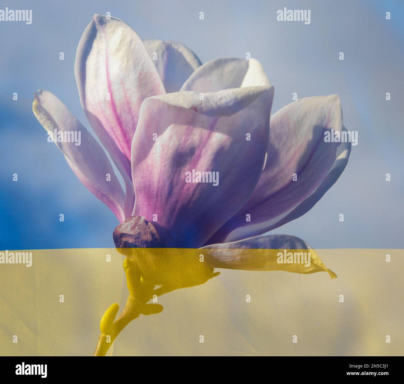 large blooming magnolia flower against background of Ukrainian yellow ...
