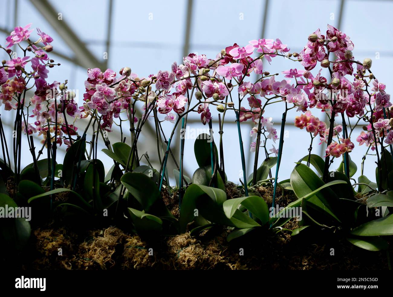 Moth orchids are displayed at the New York Botanical Garden in New York ...