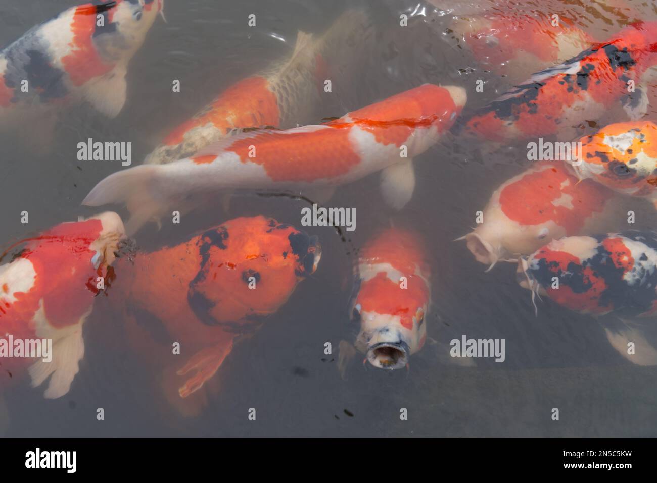 Orange carp hi-res stock photography and images - Alamy