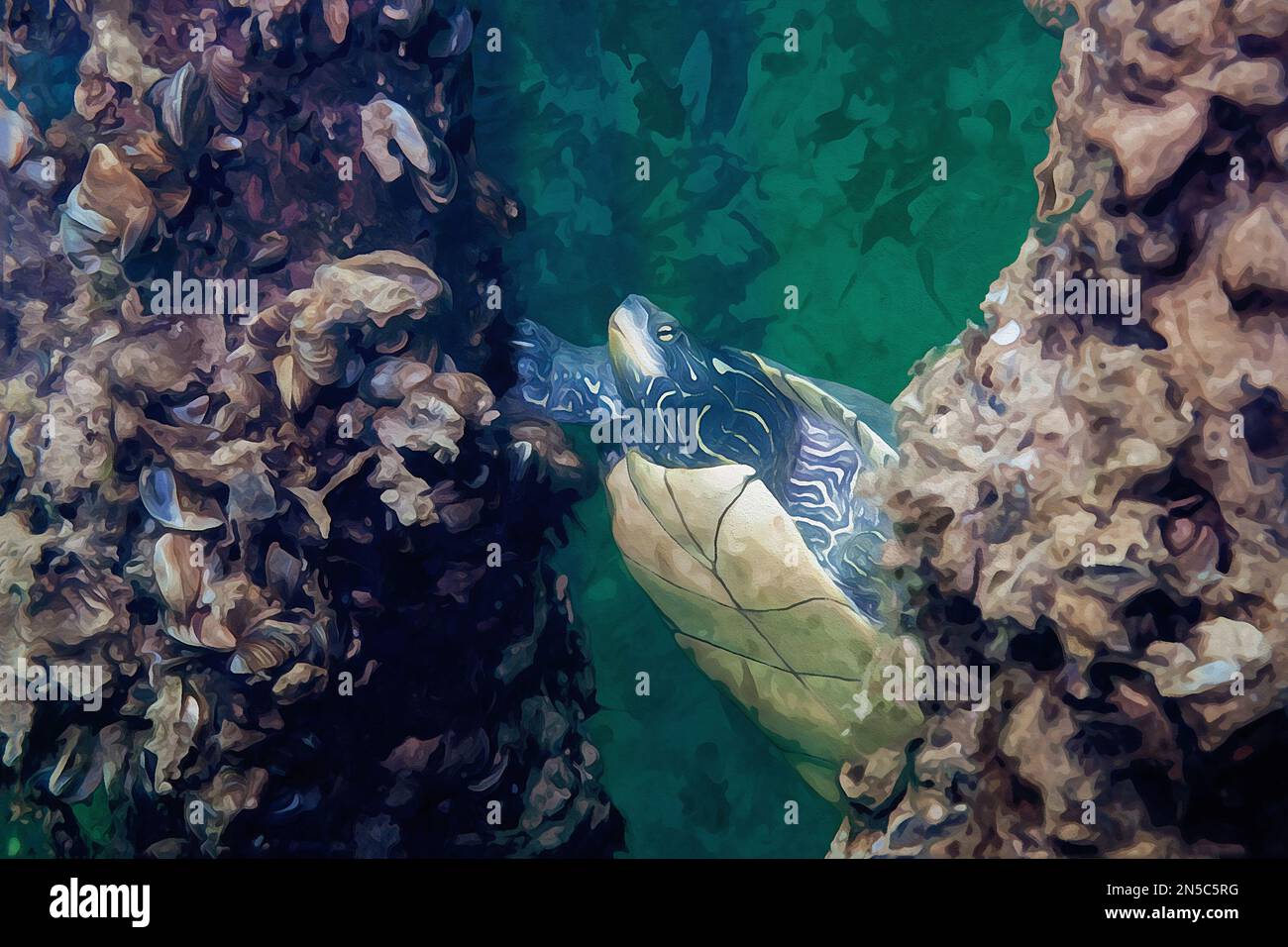 Digitally created watercolor painting of a Northern Map Turtle ...