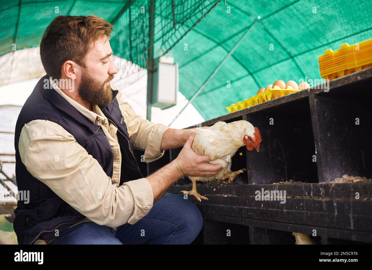 Man, chicken farmer and bird with eggs for protein, food or organic meat product in agriculture ...