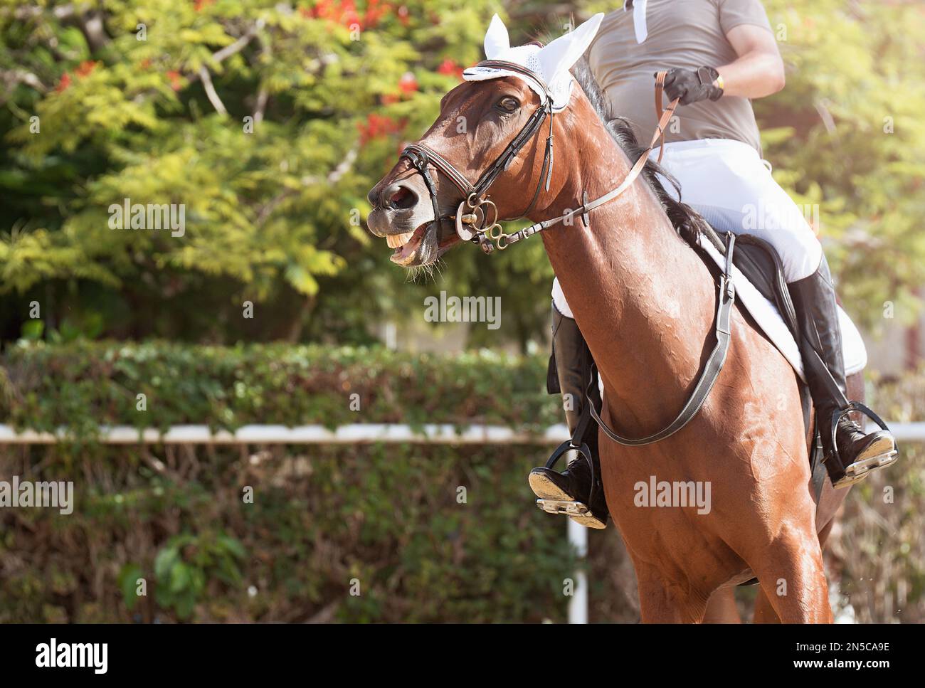 Horseback riding, equestrian man is riding a horse Stock Photo - Alamy