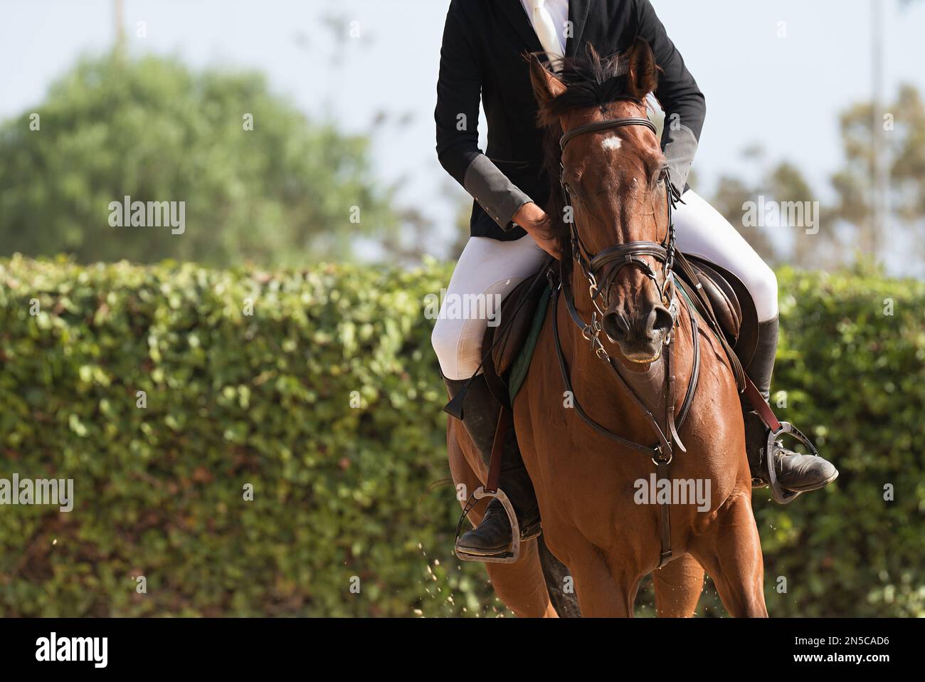Horseback riding, equestrian man is riding a horse Stock Photo - Alamy