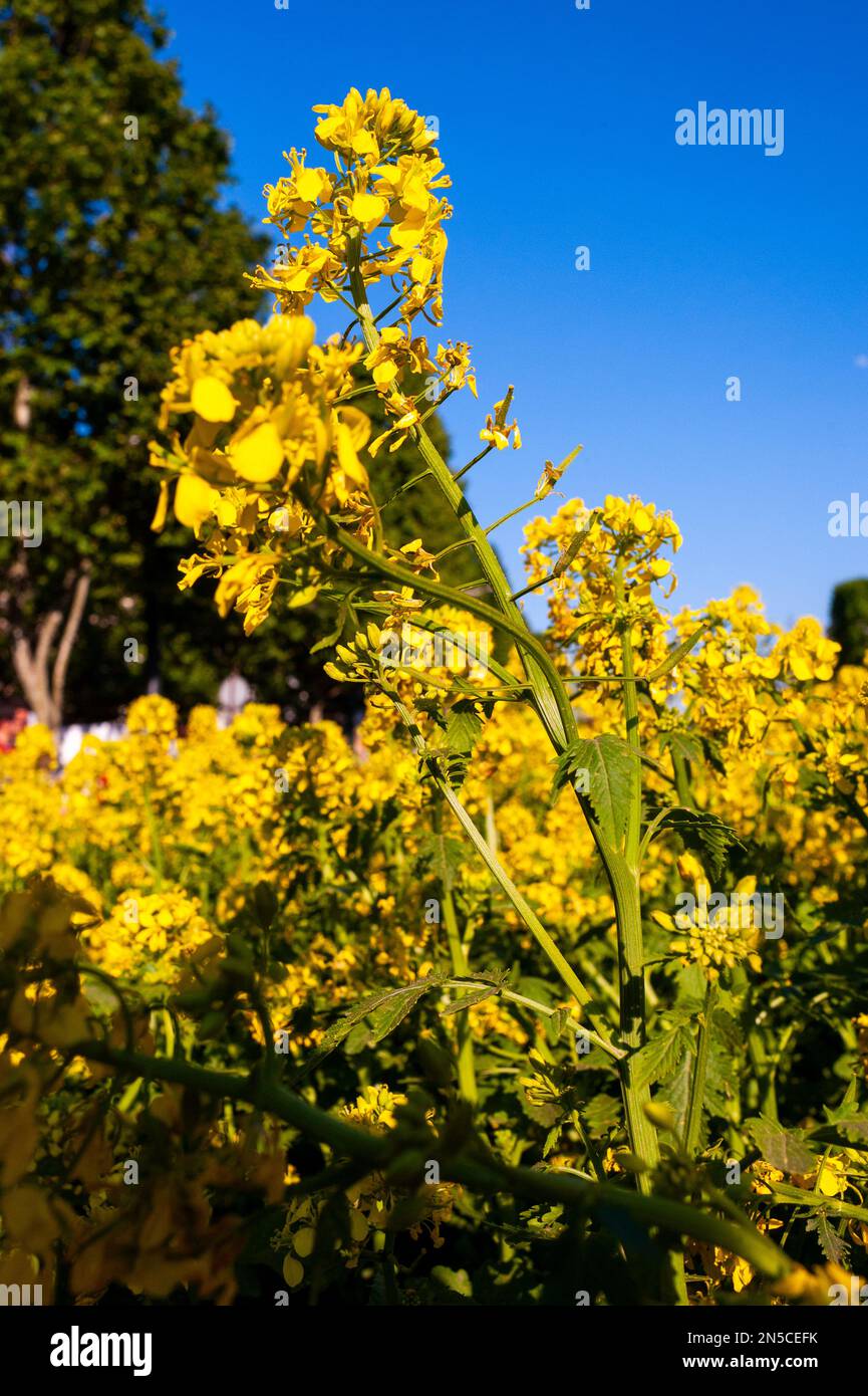 Paris, France, Detail, Rapeseed Plants on Display on Avenue Champs ...
