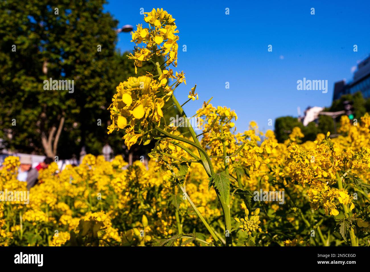 Paris, France, Detail, Rapeseed Plants on Display on Avenue Champs ...