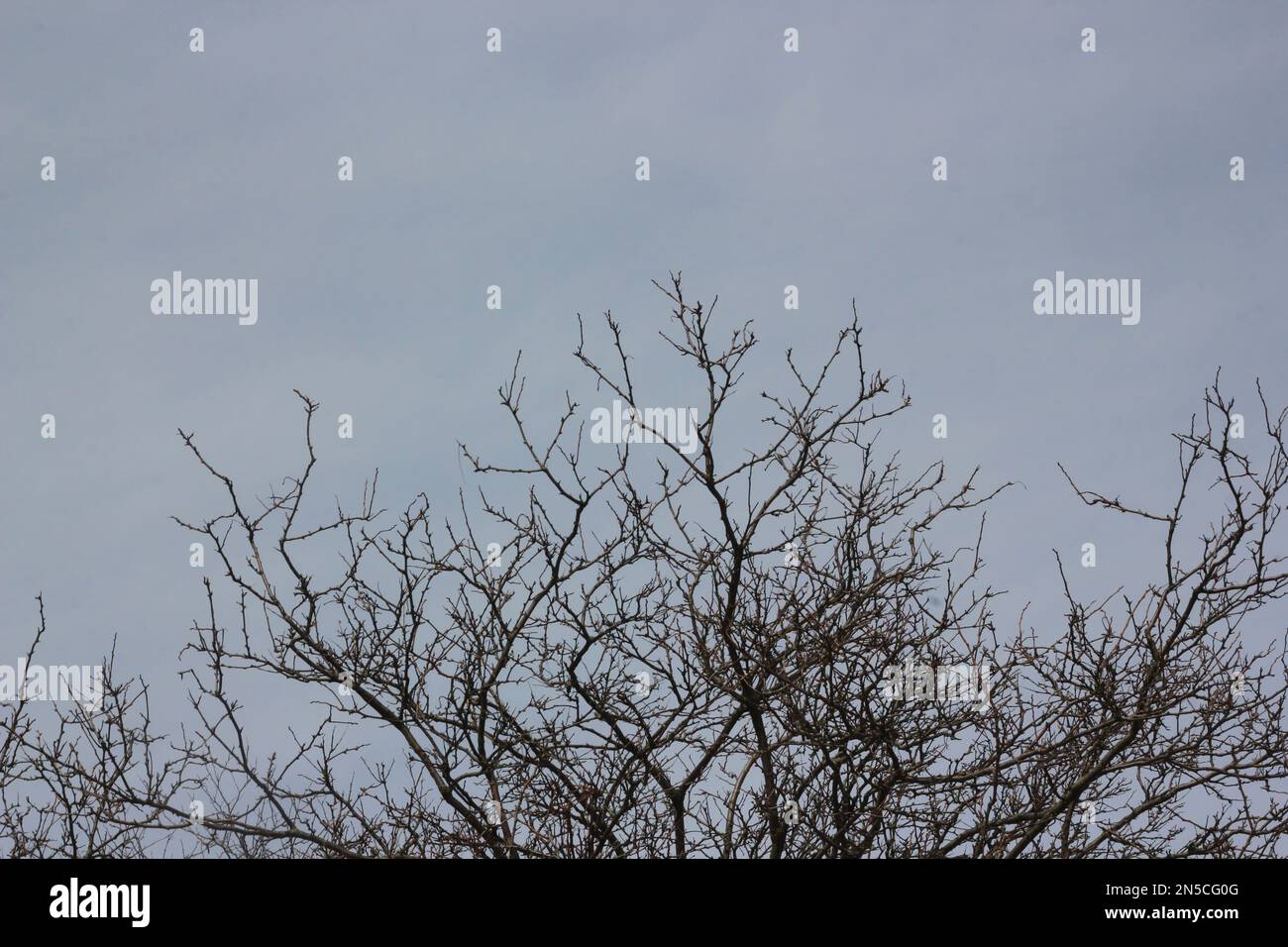 Barren tree reaching for the blue skies Stock Photo - Alamy