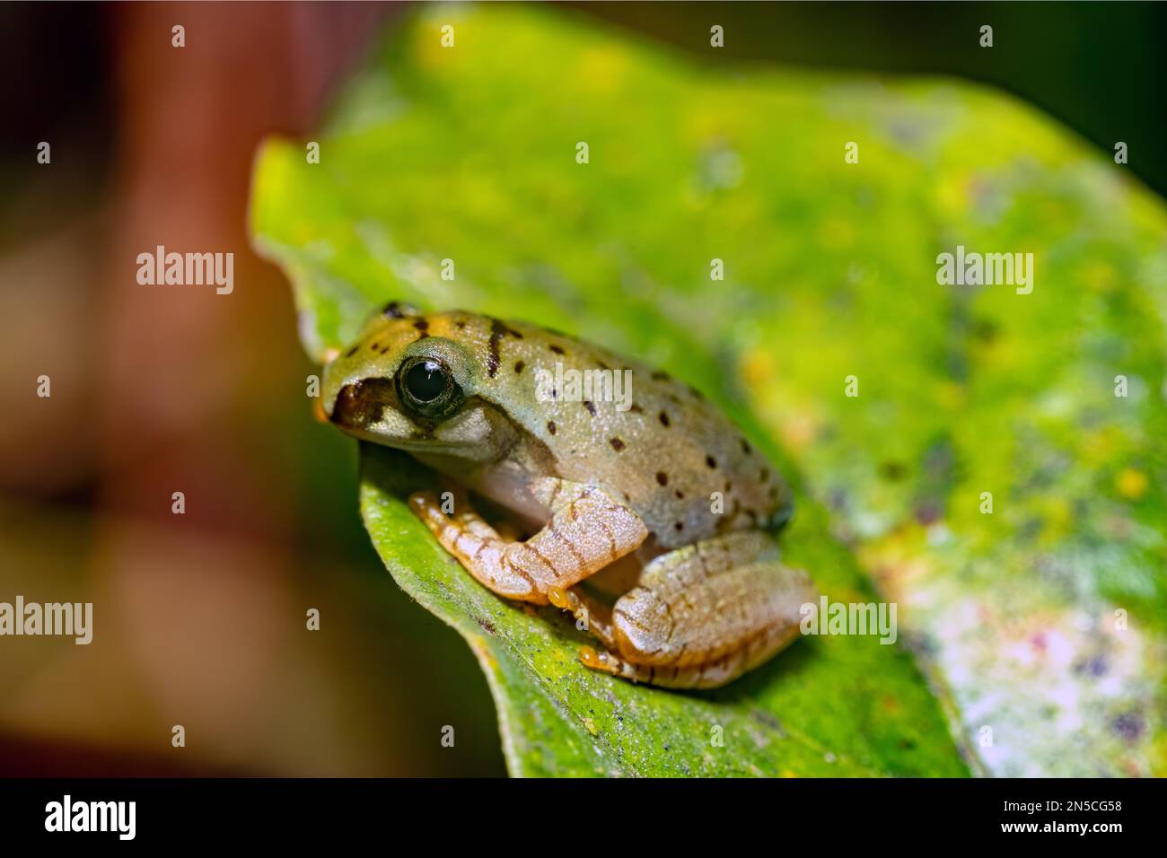 Boophis picturatus, endemic frog species in the family Mantellidae ...