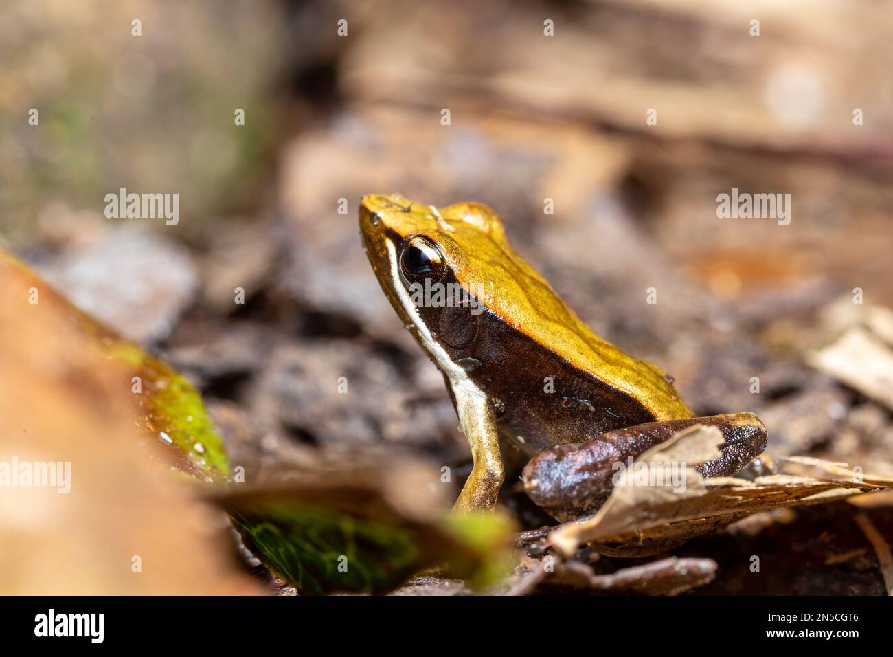 Small endemic frog Brown Mantella (Mantidactylus melanopleura), species ...