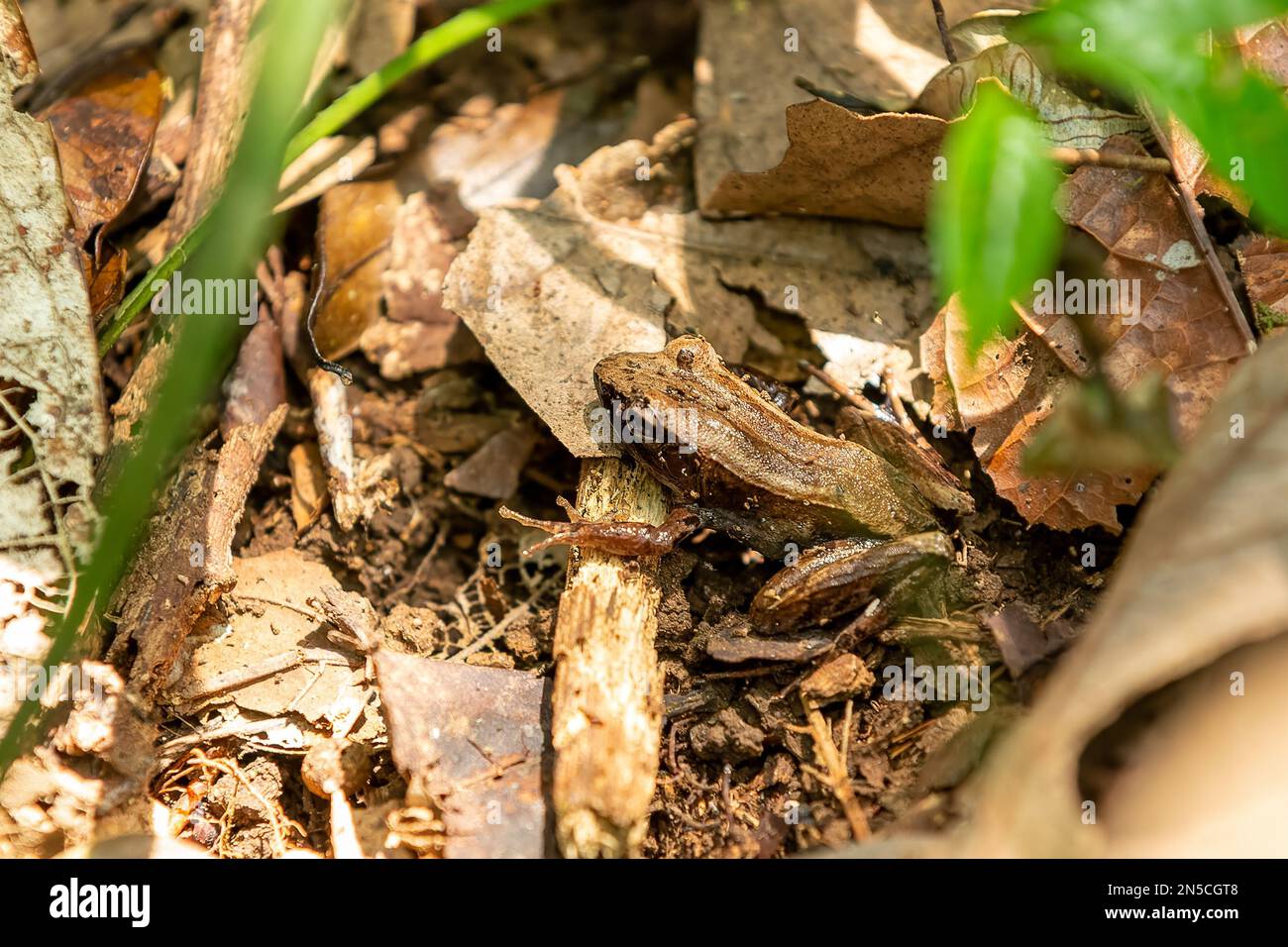Mantidactylus aerumnalis, endemic species of frog in the family ...