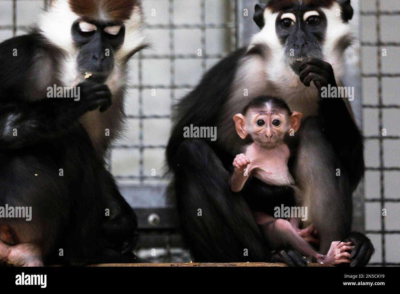 A Cherry-crowned Mangabey cub sits in the arms of its mother and next ...